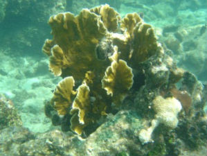 Fire Coral Burn Treatment