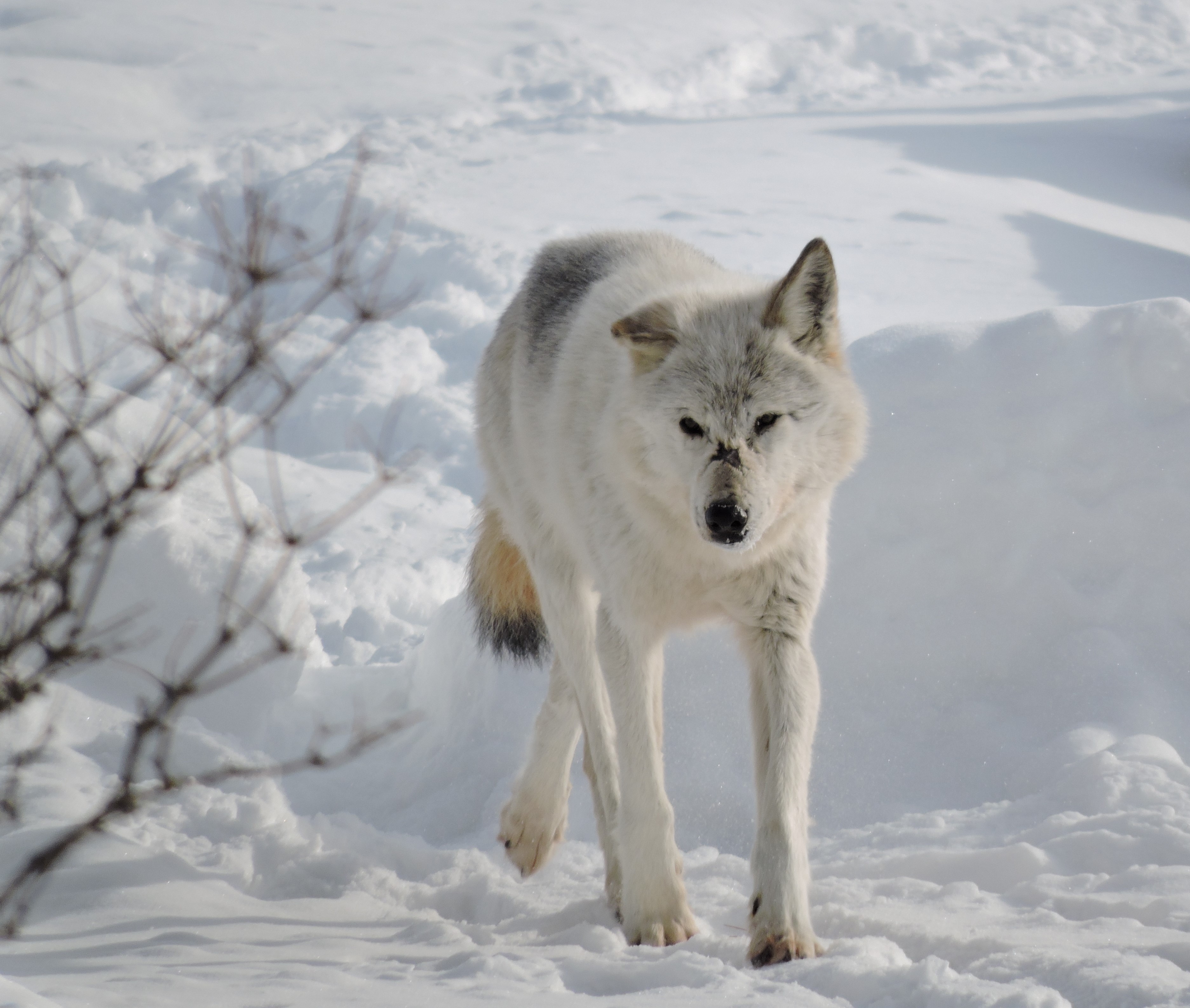 Wolf Pack Traveling Trunk - Voyageurs National Park (U.S. National Park ...