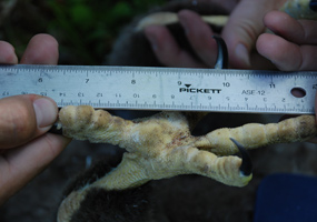 Eagle Banding - Voyageurs National Park (U.S. National Park Service)