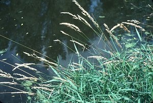Reed Canary Grass - Voyageurs National Park (U.S. National Park Service)