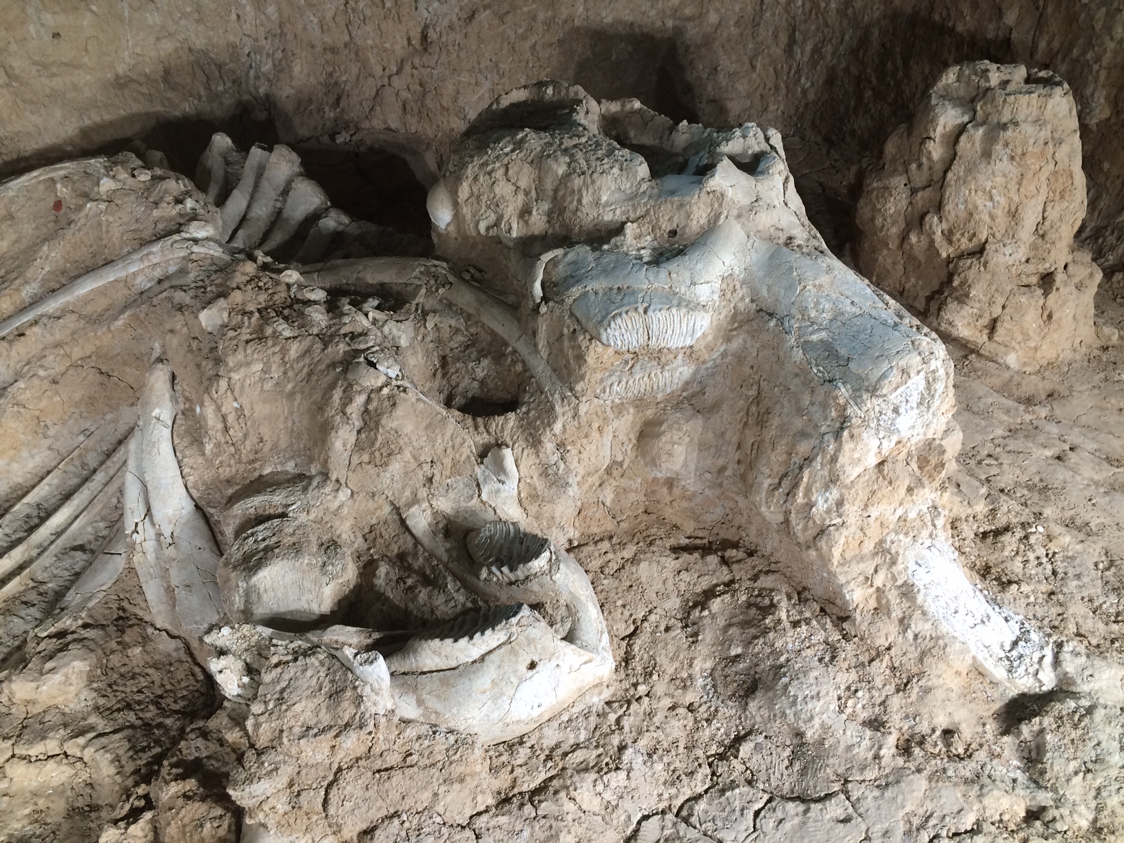 Paleontology - Waco Mammoth National Monument (U.S. National Park Service)