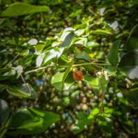 Limeberry (lemmon di china) - War In The Pacific National Historical ...