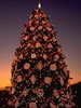 1993-2000 National Christmas Trees - The White House and President's ...