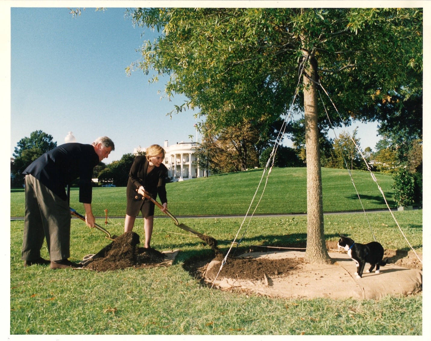 Clinton Oak 1993 - The White House and President's Park (U.S. National ...