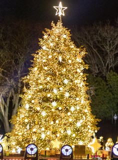 2017-Present National Christmas Trees - The White House and President's ...