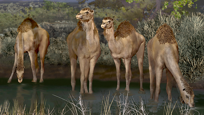 Ancient Camels - White Sands National Monument (U.S. National Park Service)