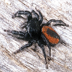 Invertebrates - White Sands National Park (U.S. National Park Service)