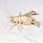 White Species - White Sands National Park (U.S. National Park Service)