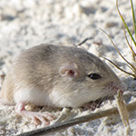 White Species - White Sands National Park (U.S. National Park Service)