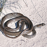 Reptiles - White Sands National Park (U.S. National Park Service)