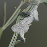 White Moth Species - White Sands National Park (U.S. National Park Service)