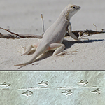 Wildlife Tracks - White Sands National Monument (U.S. National Park ...