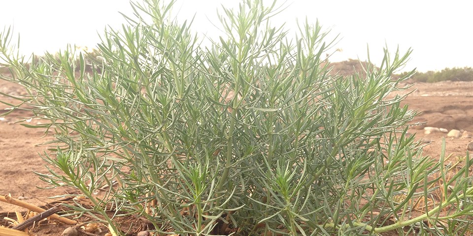 African Rue - White Sands National Park (U.S. National Park Service)
