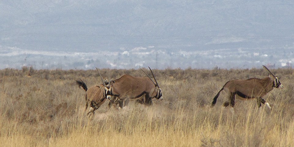 Non-Native Species - White Sands National Park (U.S. National Park Service)