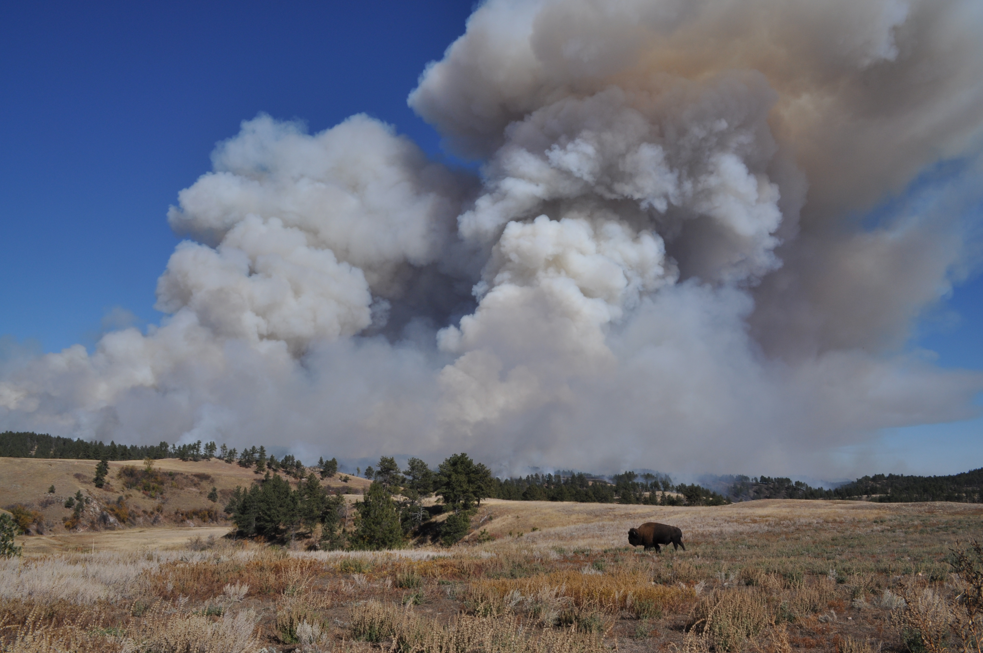 Creating a Relationship with Fire - Wind Cave National Park (U.S ...