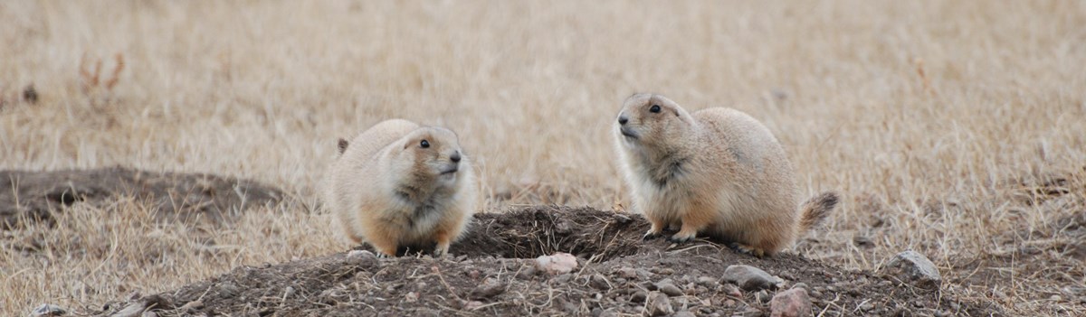 Black-tailed Prairie Dog - Wind Cave National Park (U.S. National Park ...