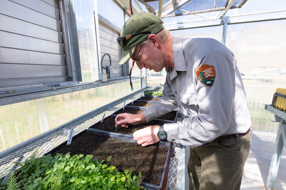 WWDW Native Plant Nursery - Yellowstone National Park (U.S. National ...