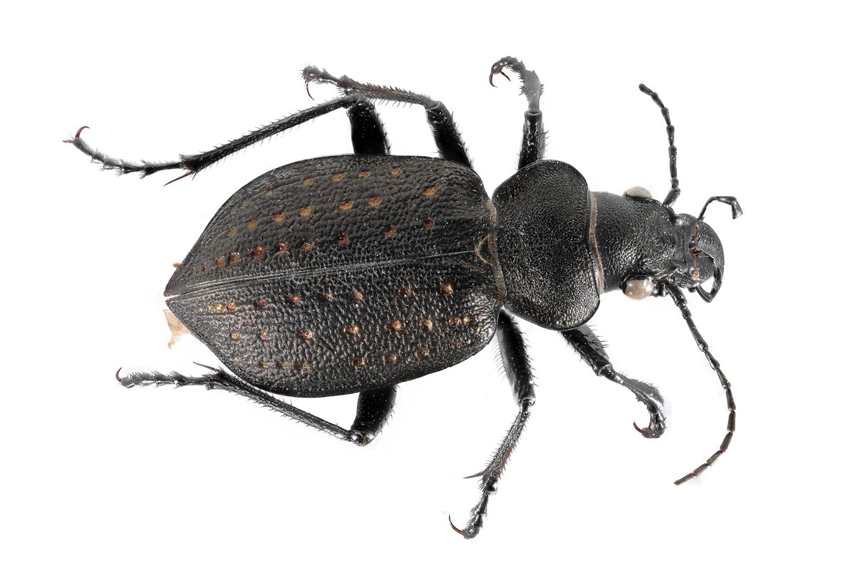 WWDW Photographing Bugs - Yellowstone National Park (U.S. National Park ...
