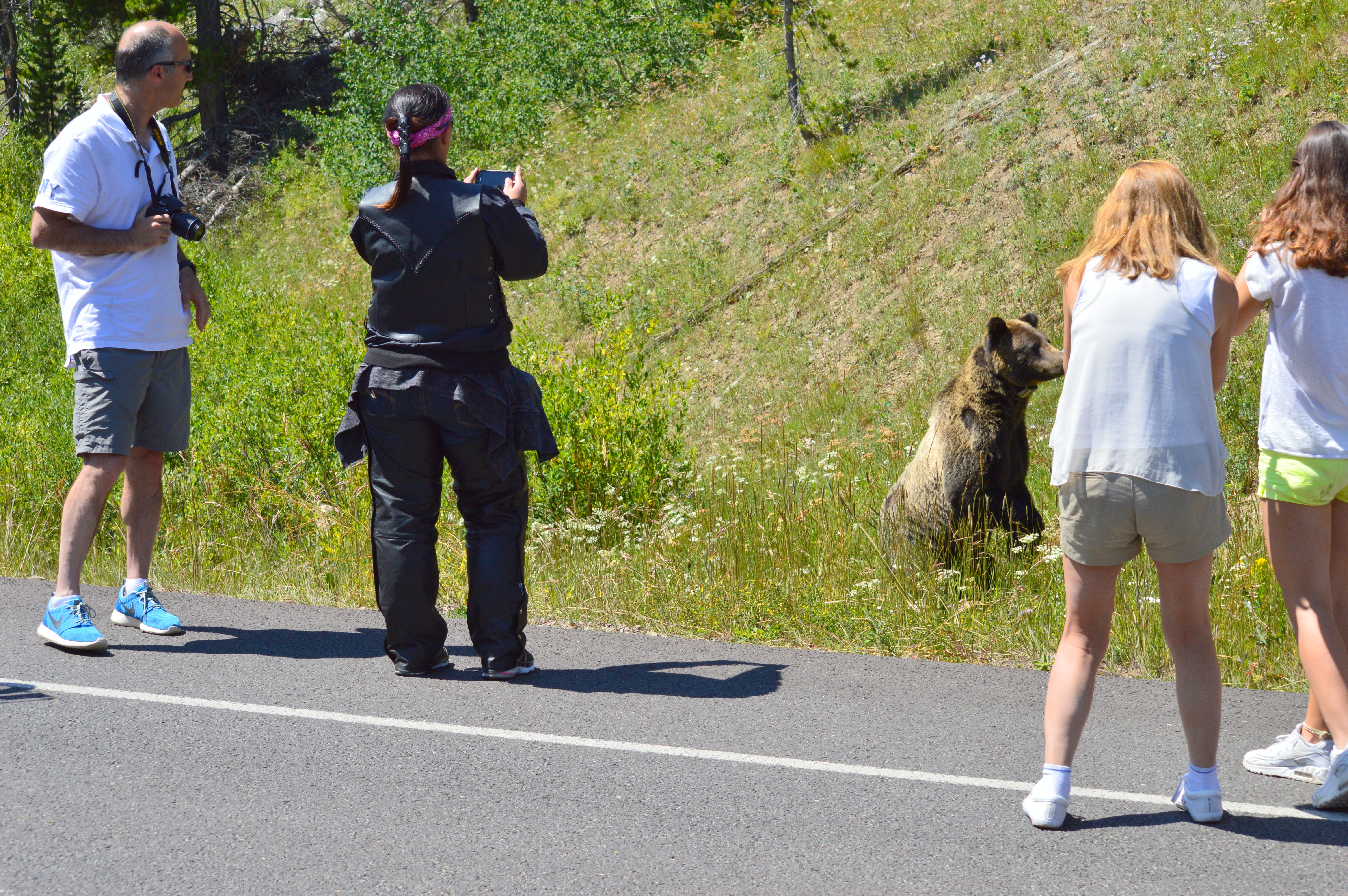 Habituated Grizzly Bears: A Natural Response to Increasing Visitation in Yellowstone & Grand ...