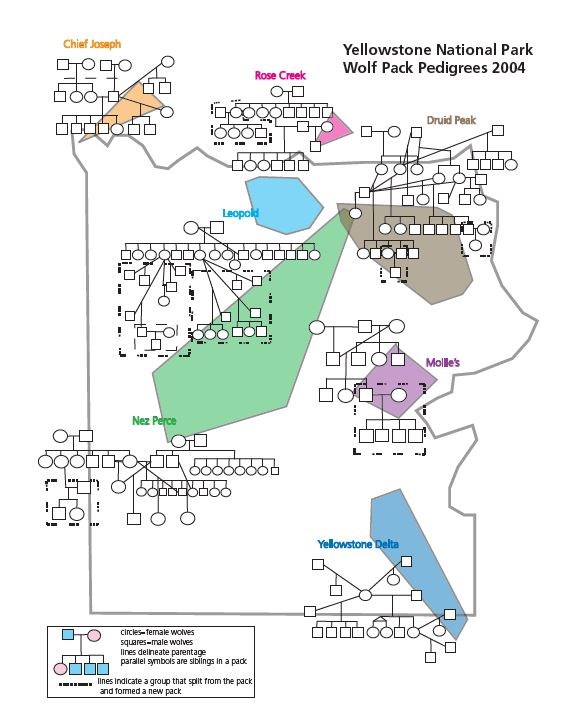 YS 24-1 Yellowstone Wolves at the Frontiers of Genetic Research ...