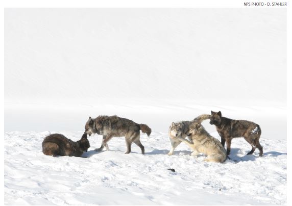 YS 24-1 Yellowstone Wolves at the Frontiers of Genetic Research ...