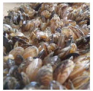 Protecting the Greater Yellowstone Ecosystem from Aquatic Invasive ...