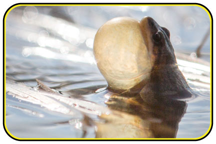 Wildlife - Yellowstone National Park (U.S. National Park Service)
