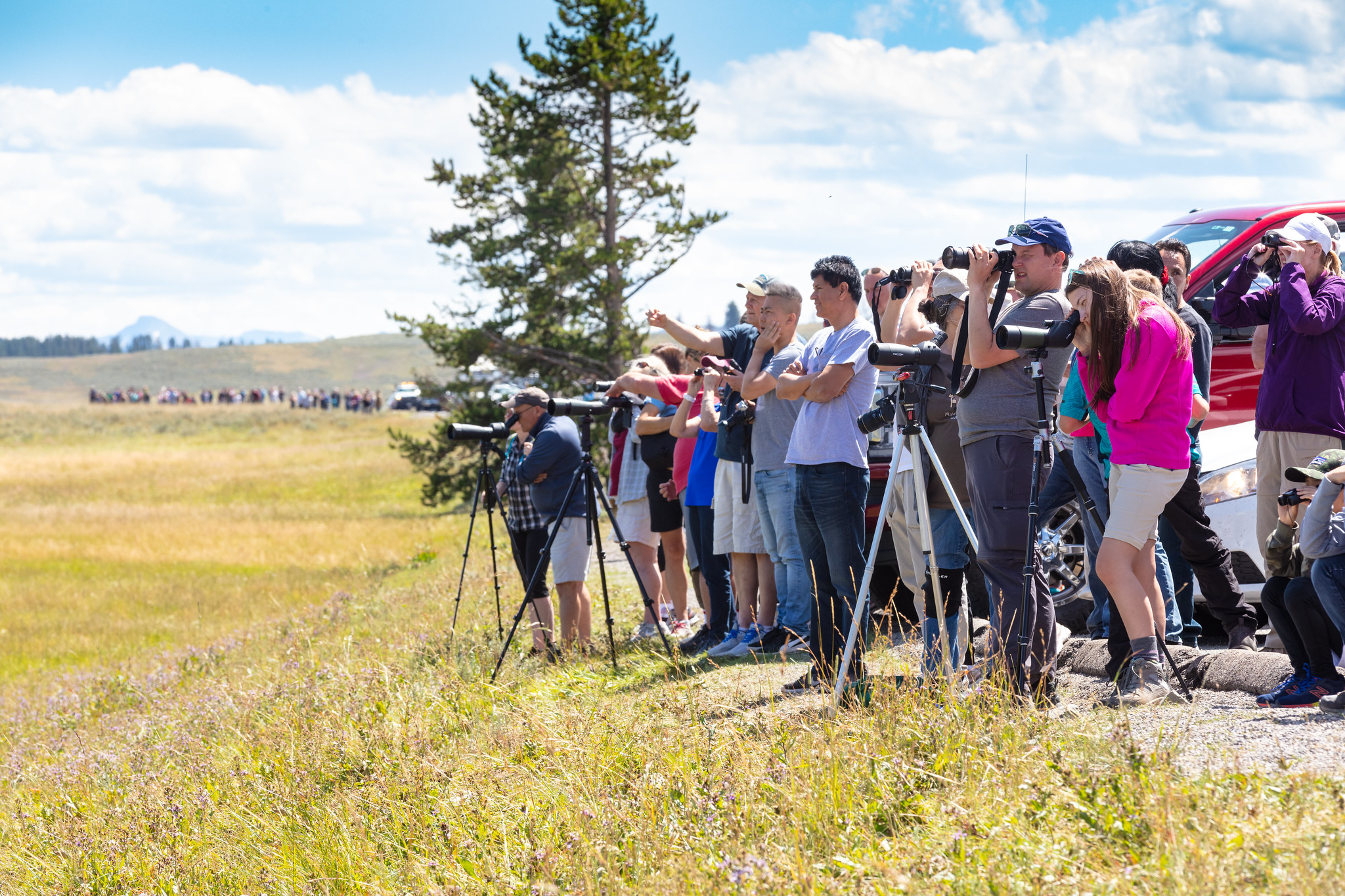 Wolf Management - Yellowstone National Park (U.S. National Park Service)