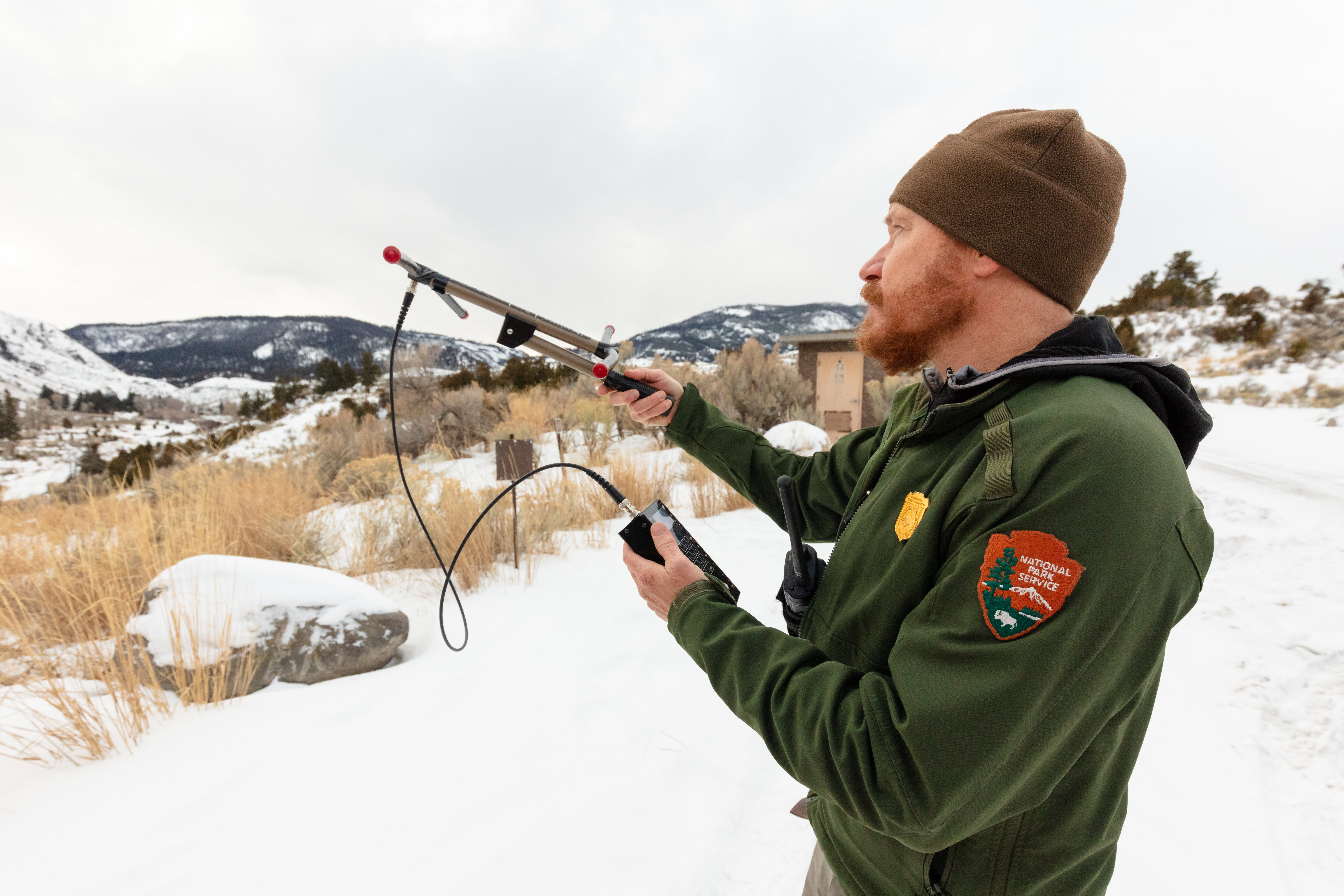 Wolf Management - Yellowstone National Park (U.S. National Park Service)