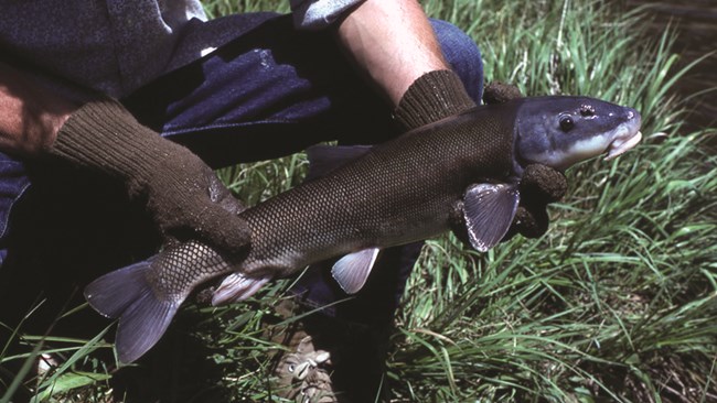Native Fish Species - Yellowstone National Park (U.S. National Park ...