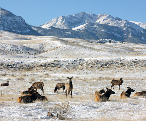 Cycles and Processes - Yellowstone National Park (U.S. National Park ...