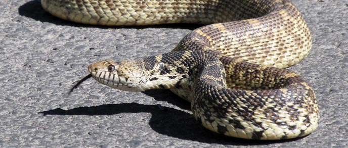 Bull Snake - Yellowstone National Park (U.S. National Park Service)