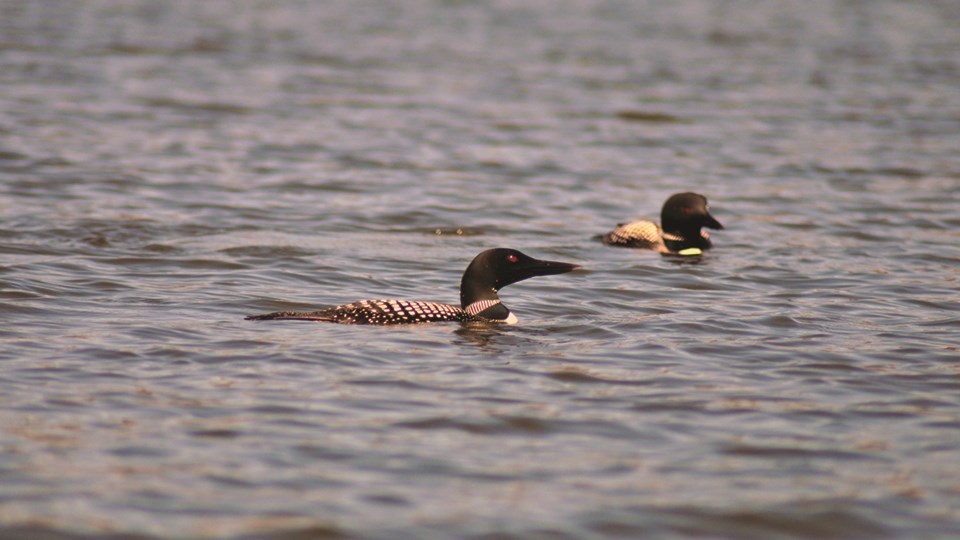 Common Loon - Yellowstone National Park (U.S. National Park Service)