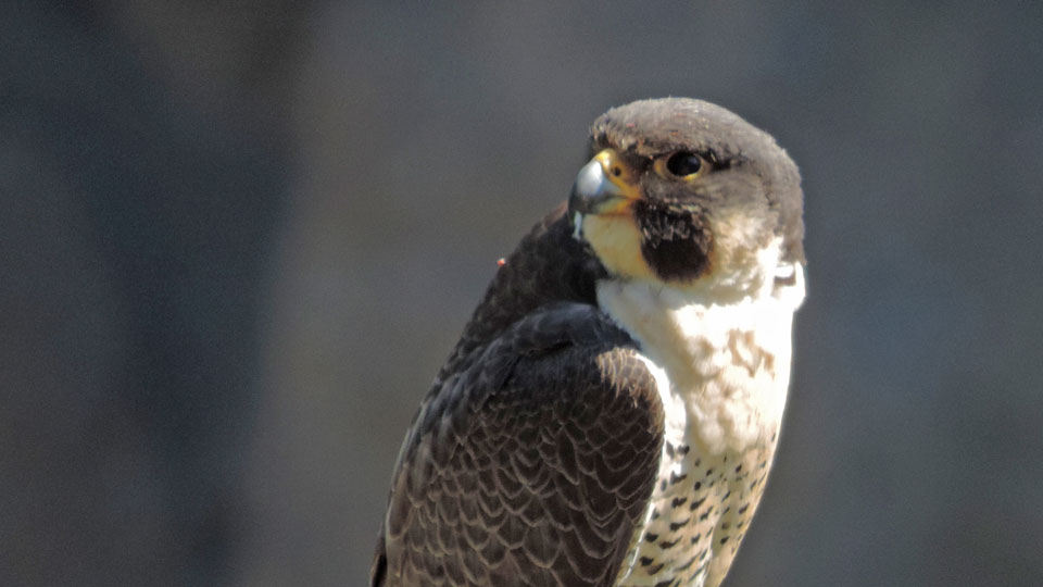 Peregrine Falcon - Yellowstone National Park (U.S. National Park Service)