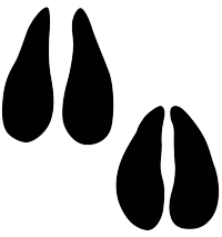 Pronghorn - Yellowstone National Park (U.S. National Park Service)