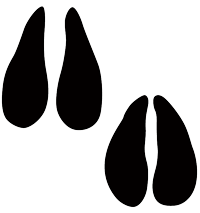 Pronghorn - Yellowstone National Park (U.S. National Park Service)