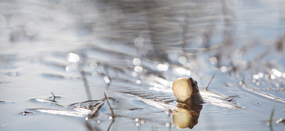 Sound Library - Chorus Frogs - Yellowstone National Park (U.S. National ...