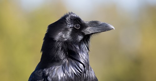 Sound Library - Common Raven - Yellowstone National Park (U.S. National ...