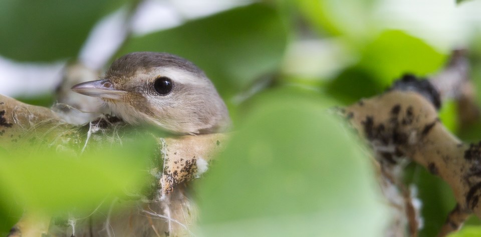 Warbling Vireos - Yellowstone National Park (U.S. National Park Service)