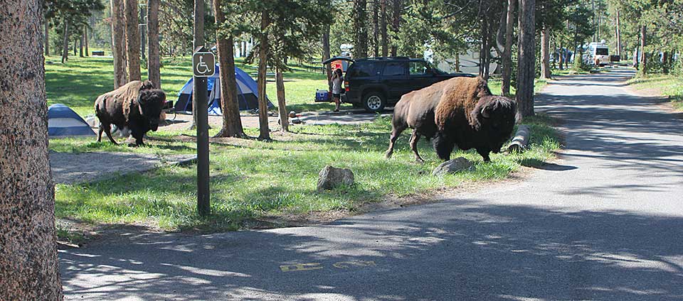 Norris Campground - Yellowstone National Park (U.S. National Park Service)
