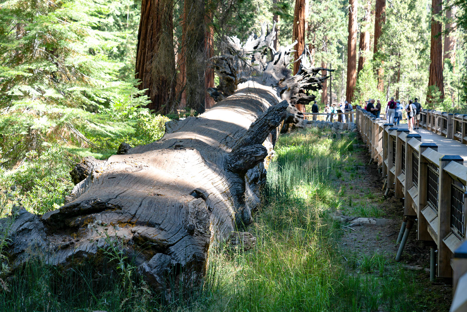 Recorrido del Circuito del Big Trees - Yosemite National Park (U.S ...