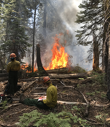 Fire Ecology and Monitoring - Yosemite National Park (U.S. National ...