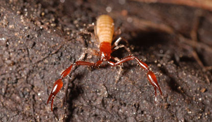 Cool Critters: Invertebrate - Aesthetically Yosemite