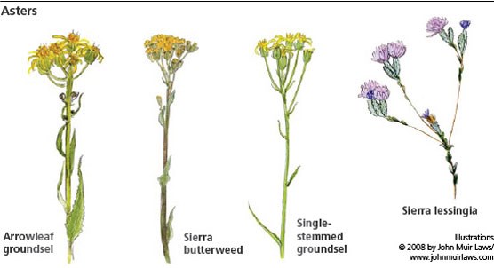 Common Wildflowers - Yosemite National Park (U.S. National Park Service)