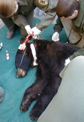 Bear Management - Yosemite National Park (U.S. National Park Service)