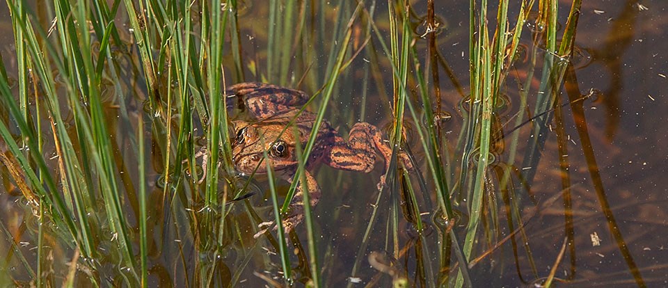 California Red-Legged Frog - Yosemite National Park (U.S. National Park ...