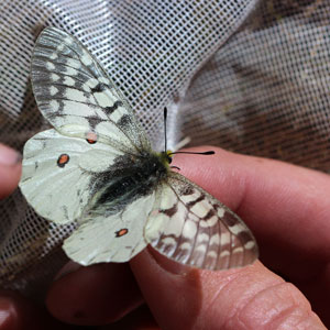 Annual Yosemite National Park Butterfly Count - Yosemite National Park ...