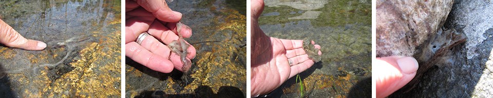 Invasive Species: Didymo or "Rock Snot" - Yosemite National Park (U.S ...