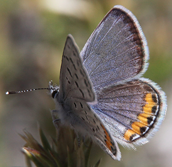 Alpine Butterflies - Yosemite National Park (U.S. National Park Service)