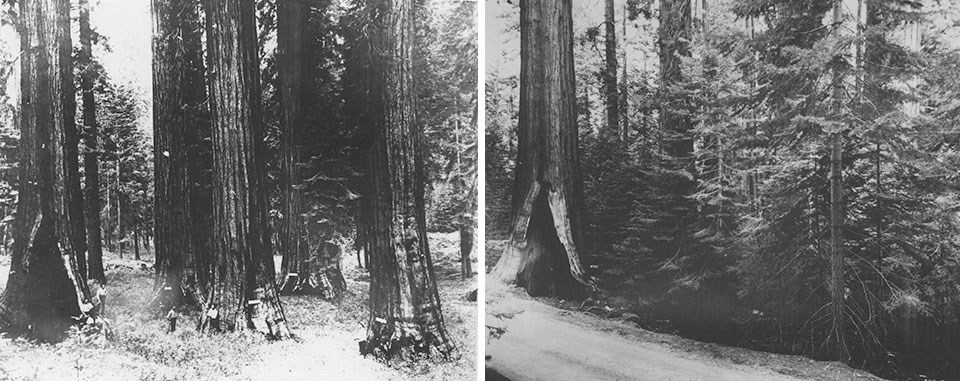Sequoia Research - Yosemite National Park (U.S. National Park Service)